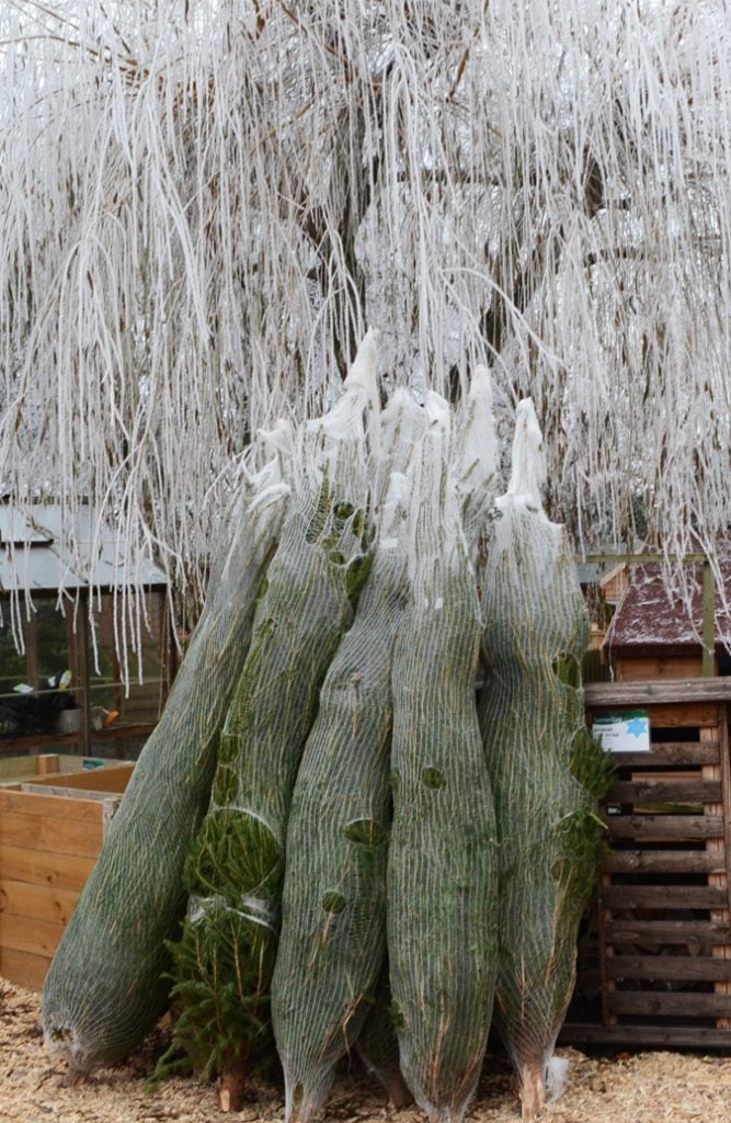 How much does it cost to buy a real Christmas tree? - Somerlap